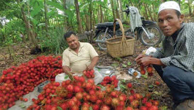 Mengenal Jenis-Jenis Rambutan, Anda Suka yang Mana? - TIMES Indonesia