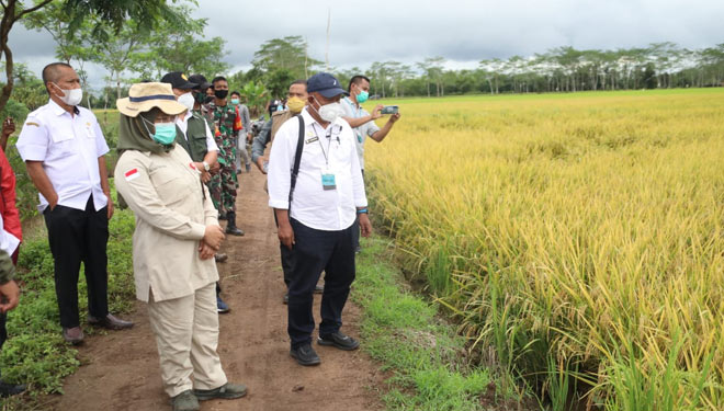 Petani Food Estate Kalteng Siap Panen Raya Perdana - TIMES Indonesia