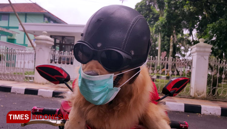 Anjing Bermasker, Viral di Jagat Maya Tasikmalaya - TIMES Indonesia