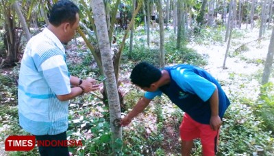 Hasil Tebangan Pohon Albasiah Tak Lagi Menjanjikan Bagi Petani di ...