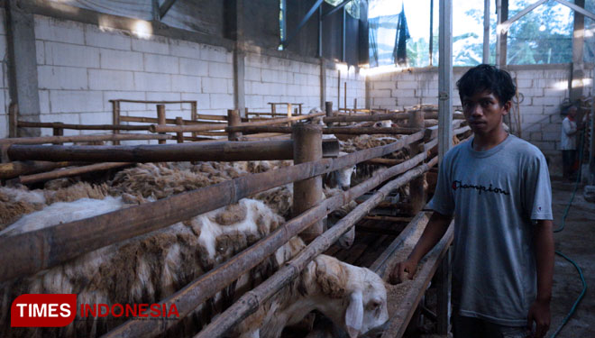 Berawal dari 3 Ekor, Pria Ini Bisa Beternak Ratusan Domba hingga Raih Omzet Ratusan Juta ...