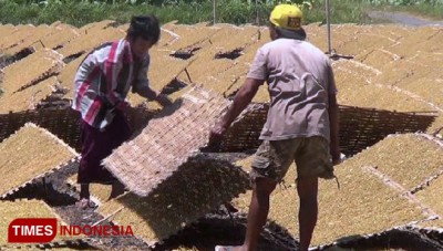 Gudang Tembakau Buka Akhir Agustus, Petani: Kami Resah Campur Bingung ...