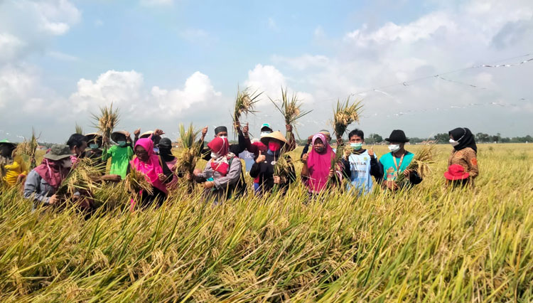 Manfaatkan Sistem Irigasi, Panen Raya di Indramayu Melimpah - TIMES ...
