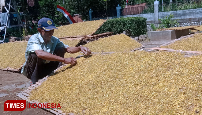 Mulai Panen Tembakau, Petani di Bondowoso Berharap Harga Terbaik ...