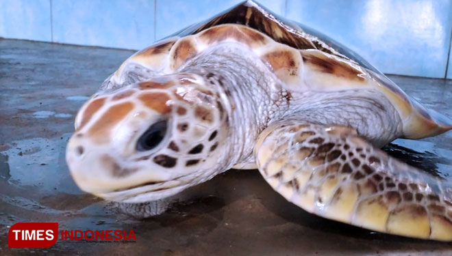 Populasi Penyu di Pantai Cemara Banyuwangi Terus Meningkat - TIMES ...