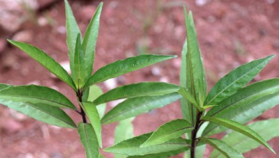 Mengenal Tumbuhan Gandarusa yang Miliki Khasiat Luar Biasa - TIMES ...