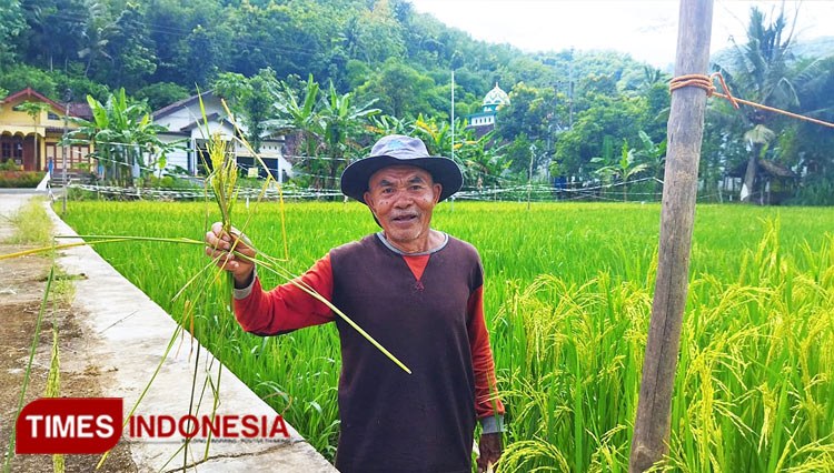 Akibat Serangan Hama Tikus, Petani Padi Pacitan Terancam Gagal Panen ...