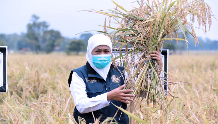 Jawa Timur Kembali Sebagai Penghasil Padi Terbesar di Indonesia - TIMES Indonesia