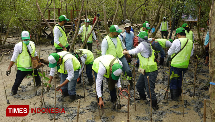 Lestarikan Kawasan Pesisir Utara Gresik dengan Tanam Seribu Bibit Mangrove - TIMES Jatim